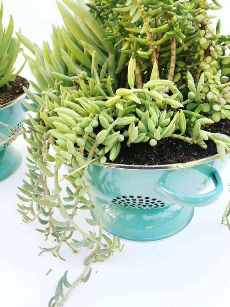 DIY Colander Planters - Pretty Providence
